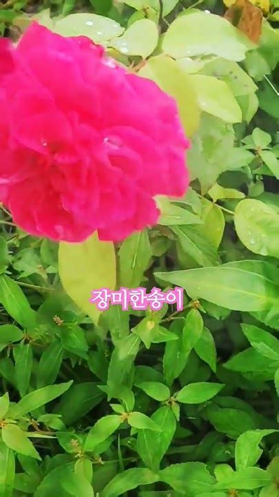 장미꽃 오승근 장미꽃한송이 Shortas Youtube