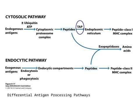 Ppt Differential Antigen Processing Pathways Tap Transporter