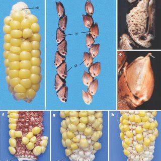 Pdf The Origin Of The Naked Grains Of Maize