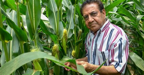 What Ear Leaf Surrounding Leaves Mean To Corn