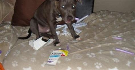 Enough Cats Blue Nose And Kotex R Pics