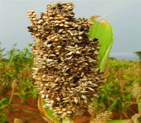 A Long Smut On Sorghum Varieties B Covered Smut Of Sorghum At TARI Download Scientific