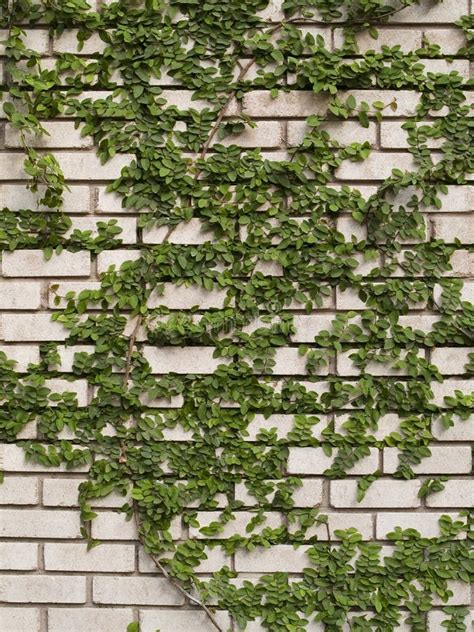 Groene Klimop Op Muur Stock Afbeelding Image Of Details 644863