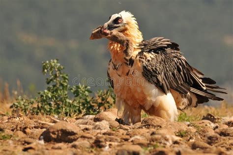 Scary Bearded Vulture Bird In The Valley Holding A Bone In The Beak