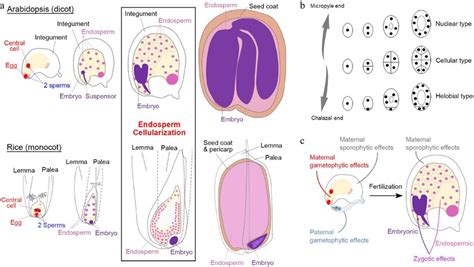 Seed Development In Angiosperms A Double Fertilization Leftmost Download Scientific Diagram