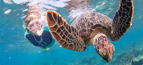 Save The Sea Turtles The Perfect World Foundation