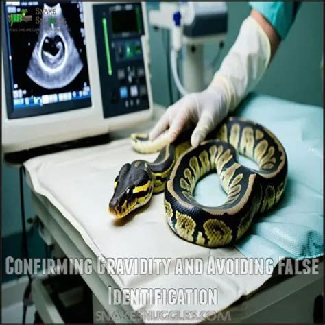 How To Tell If Your Female Ball Python Is Gravid Key Signs To Know