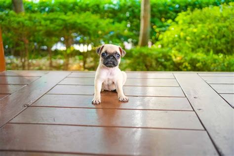 퍼그분양 사랑스러운 애기 강아지 펑펑이 웰시코기분양 프렌치불독분양 보스턴테리어분양 이탈리안그레이하운드분양 베들링턴테리어분양 셔틀랜드쉽독분양 코카스파니엘분양 퍼그분양 비글