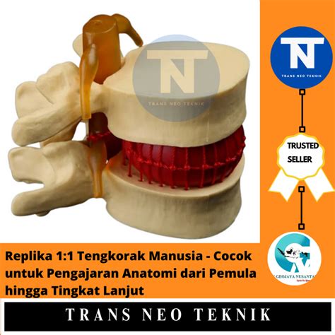 Jual Model Anatomi Tulang Belakang Terdiri Dari Segmen Vertebra