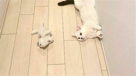ぬいぐるみと一緒に「お風呂中の飼い主を出待ち」する猫 行動から読み取れる心理は？ Antenna[アンテナ]