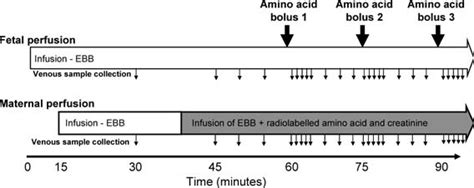 Experimental Outline For The Perfusion Experiments The Fetal Download Scientific Diagram