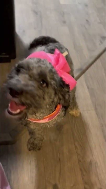 Coco💙and Kaka💖 Snack Time 🐾subscribe Cockapoo Cockapoolife Cockapoolove Cockapoos Youtube