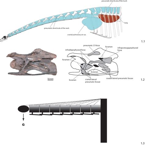 1 1 Reconstructed Distribution Of Pneumatic Diverticula Along The