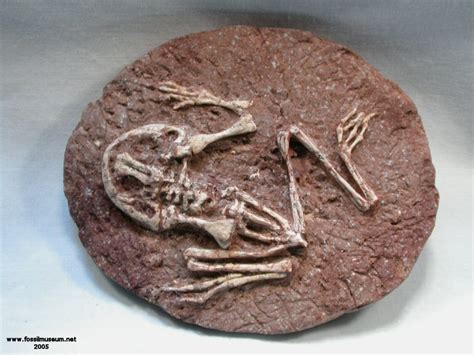 Early Cretaceous Fossil Frog
