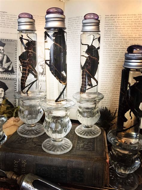 Oddities Wet Specimen Grasshopper Specimen Taxidermy Etsy