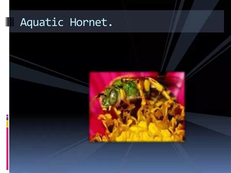 Ppt Aquatic Hornet Natures Underwater Predator Powerpoint