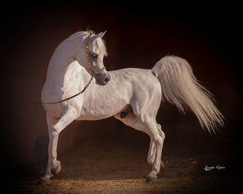 Al Waab Farm On Behance