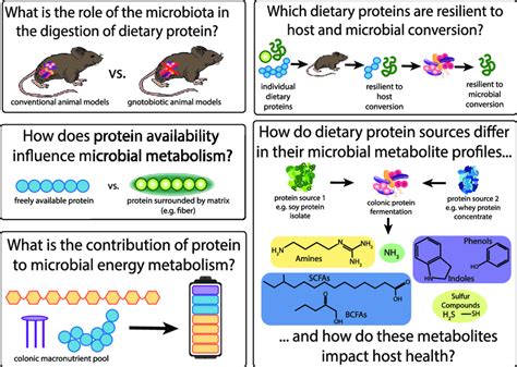 Pressing Questions In The Field Of Dietary Protein Microbiota Host