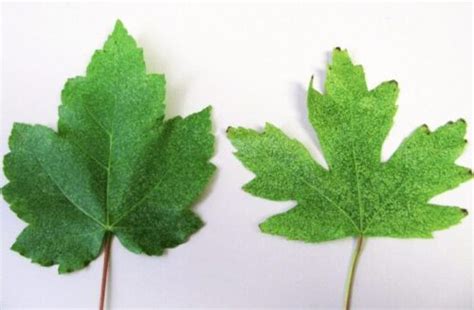 Case Study Maple Tree Pests Purdue Landscape Report