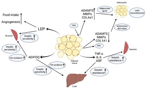 Secretome Of Adipose Tissue As The Key To Understanding The Endocrine