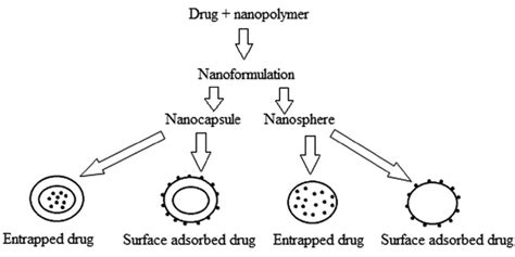 Schematic Biodegradable Nanoparticle Carriers Download Scientific
