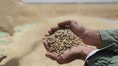 Wheat Procurement In Rabi Season Surpasses Last Years Total