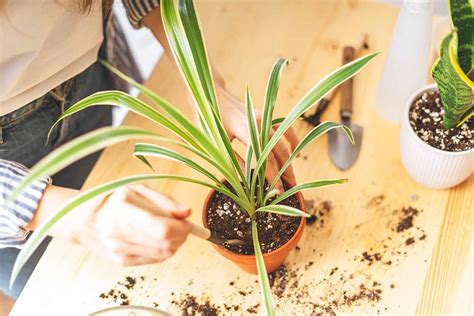 How To Repot Spider Plants In 5 Easy Steps Gardeners Path