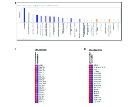 Overall Functional Analysis Analysis Of The Top Molecular And