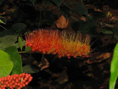 Combretum Rotundifolium Cultivated Eflora Of India