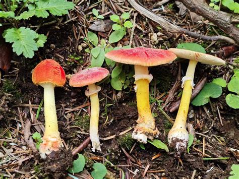 Mycopedia