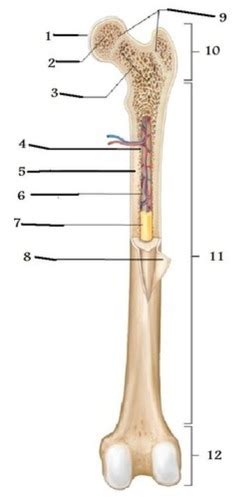 Structures Of Long Bone Diagram Quizlet