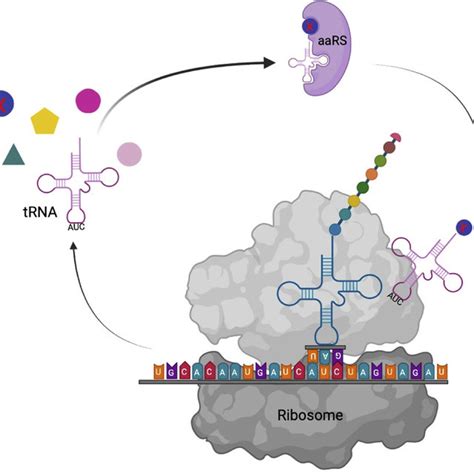 Schematic Showing The Process Of Incorporation Of Nnaas Into Proteins