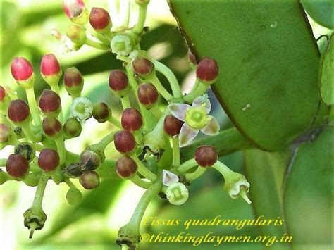 Medicinal Plant Details