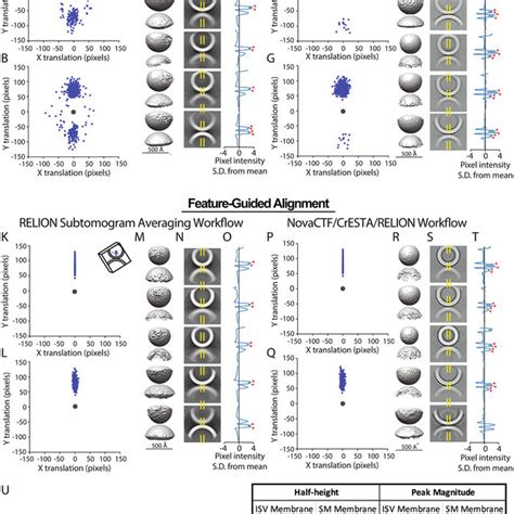 Subtomogram Extraction And Alignment Strategies Download Scientific