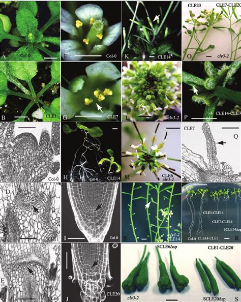 Cle Overexpression Phenotypes In Wild Type Col Or Clv3 2 Plants A C