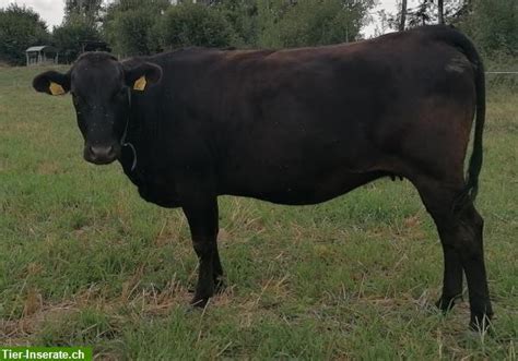 Schönes trächtiges Wagyu Kobe Rind reinrassig Tierinserat 384517