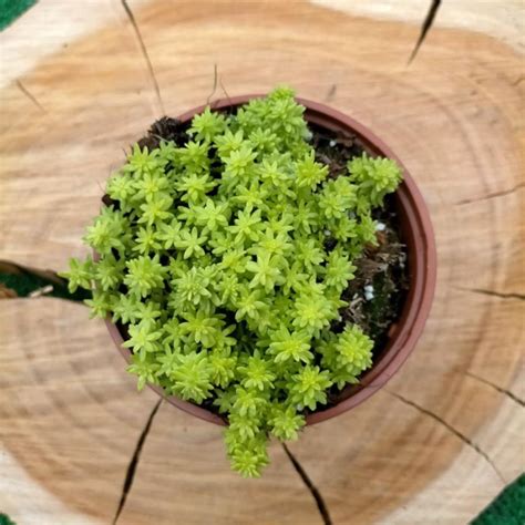Sedum Japonicum Tokyo Sun
