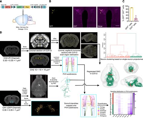 Single Neuron Projectomes Of Mouse Paraventricular Hypothalamic Nucleus