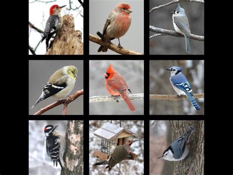 2025 Great Backyard Bird Count Dubuque Audubon Society