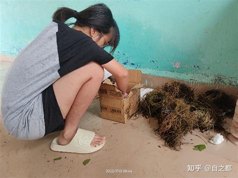三下乡丨爱心呵护，守护生命——拯救小鸟之行 知乎
