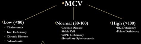Normocytic Anemia Flashcards Quizlet