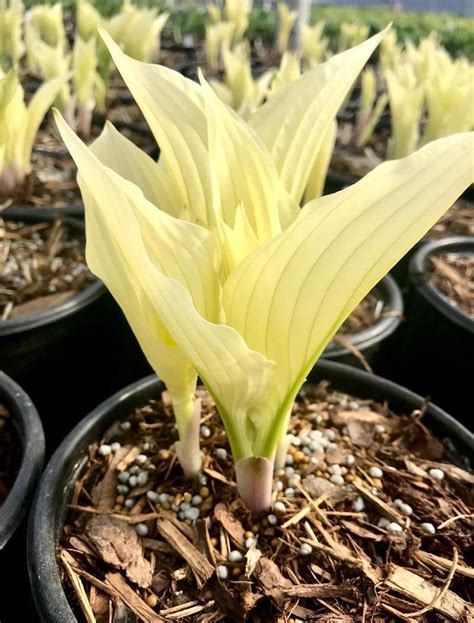 Hosta Zebra Stripes Hosta Garden Center Marketing