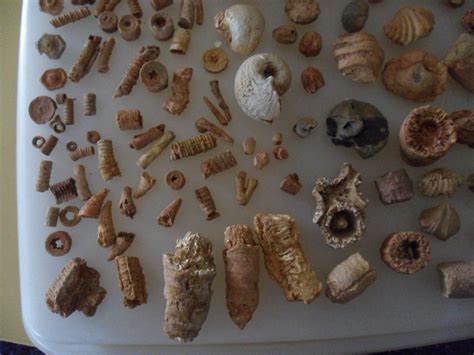 Various Fossils 2 Member Collections The Fossil Forum