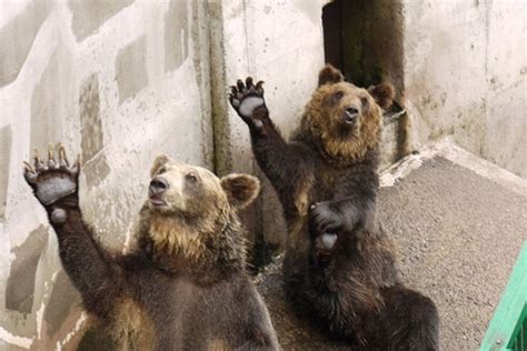 홋카이도 노보리베츠 곰목장 티켓ㅣ데이오프