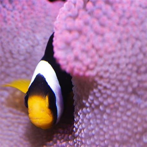 SALE イボハタゴイソギンチャク Red 海水魚専門店 ceppo onlinestore