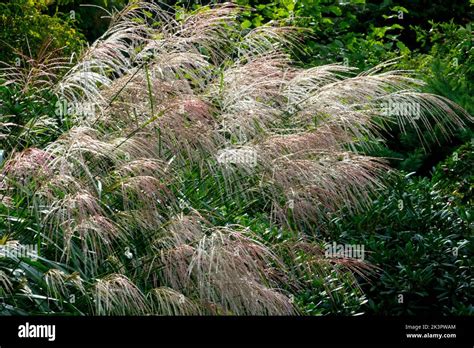 Perennial Ornamental Grass In The Garden Ornamental Panicles