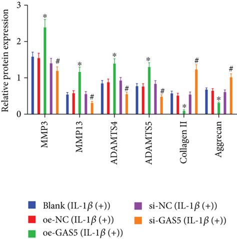 Gas5 Stimulates Npc Apoptosis And Inhibits Cell Proliferation And Ecm