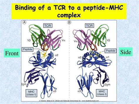 PPT T Cell Receptor TCR MHC Complexes Antigen Presentation PowerPoint Presentation ID