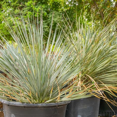 Plants For Sale Moon Valley Nurseries