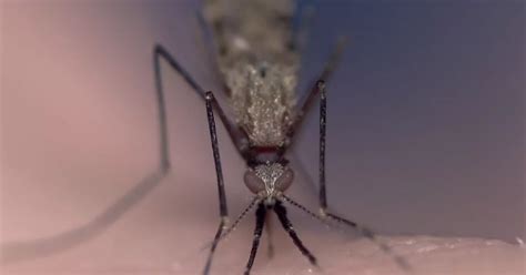 Active Screening Operation Launched To Combat Falciparum Malaria